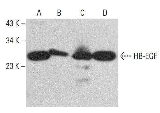 HB-EGF Antibody (H-1) | SCBT - Santa Cruz Biotechnology