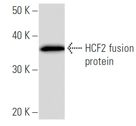 HCF2 Antibody (192D3a) | SCBT - Santa Cruz Biotechnology