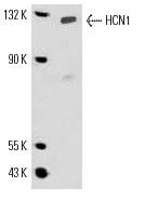 SCBT - Santa Cruz Biotechnology