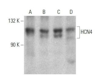HCN4 Antibody (SHG 1E5) - Western Blotting - Image 358630