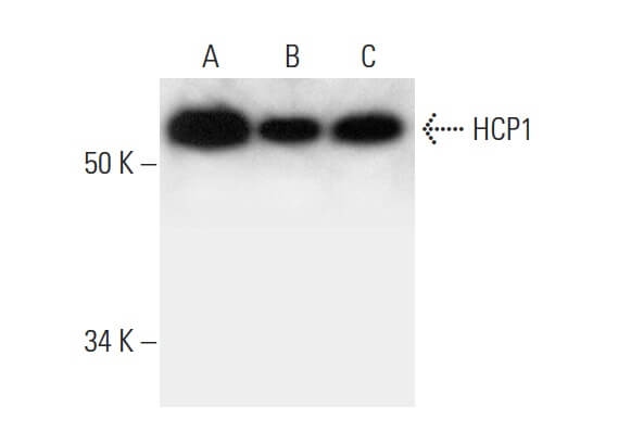HCP1 Antibody (B-4) | SCBT - Santa Cruz Biotechnology