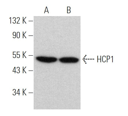 HCP1 Antibody (B-4) | SCBT - Santa Cruz Biotechnology