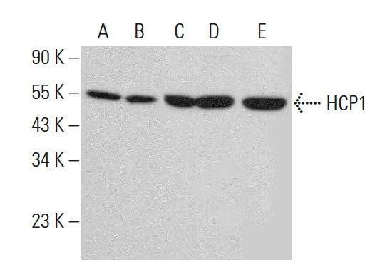 HCP1 Antibody (B-4) | SCBT - Santa Cruz Biotechnology