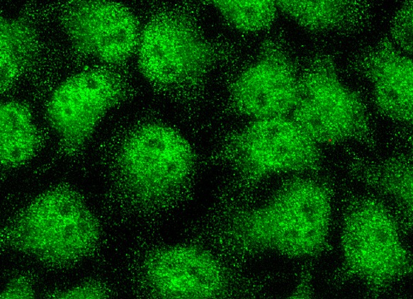 HDAC1 Antibody (10E2) | SCBT - Santa Cruz Biotechnology