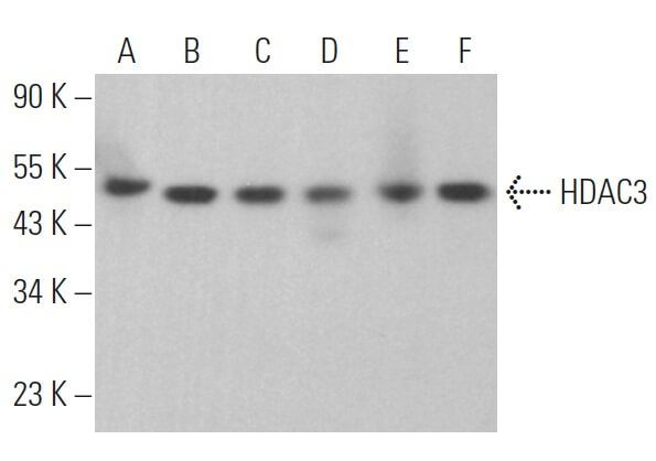Histone Deacetylase 3 (HDAC3)抗体 (A-3) | SCBT - Santa Cruz Biotechnology