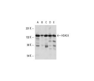 HDAC4 Antibody (A-4) - Western Blotting - Image 10971
