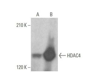 HDAC4 Antibody (A-4) - Western Blotting - Image 352364