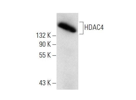 Anti-Histone Deacetylase 4 (HDAC4) Antibody (F-6) | SCBT - Santa Cruz ...