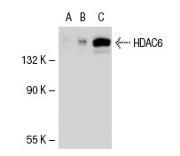 Anti-Histone Deacetylase 6 (HDAC6) Antibody (D-11) | SCBT - Santa Cruz Biotechnology