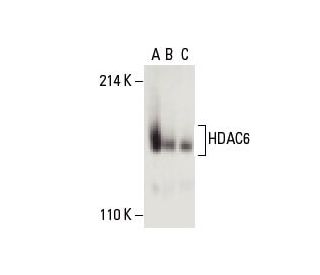 Anti-Histone Deacetylase 6 (HDAC6) Antibody (D-11) | SCBT - Santa Cruz Biotechnology