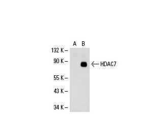 HDAC7 Antibody (A-7) - Western Blotting - Image 20436