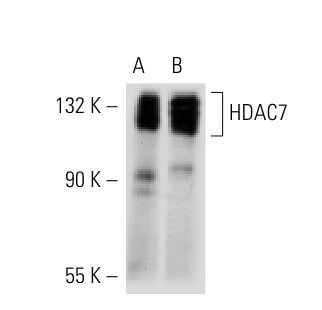 Anti-Histone Deacetylase 7 (HDAC7) Antibody (A-7) | SCBT - Santa Cruz ...