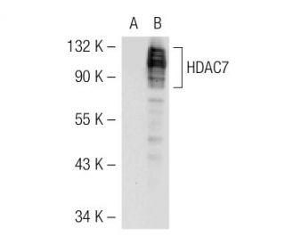 HDAC7 Antibody (A-7) - Western Blotting - Image 38291