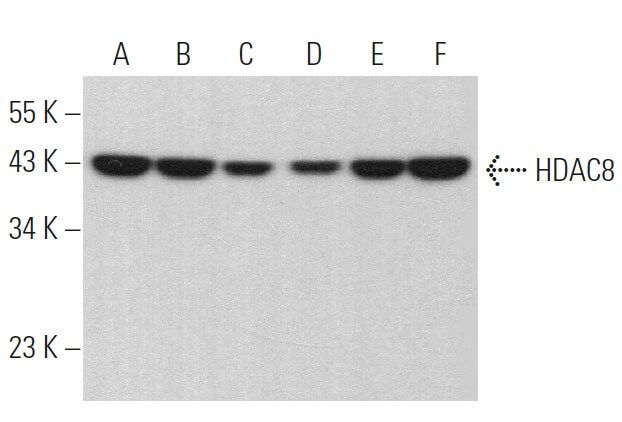 Histone Deacetylase 8 (HDAC8) Antibody (F-9) | SCBT - Santa Cruz ...