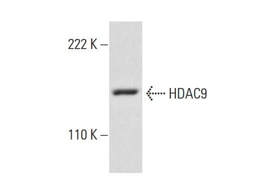 Histone Deacetylase 9 (HDAC9)抗体 (B-1) | SCBT - Santa Cruz Biotechnology