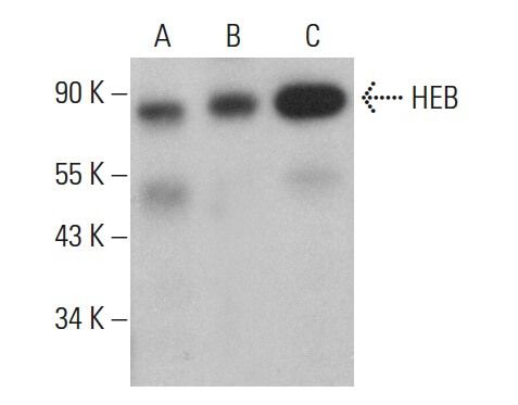 HEB Antibody (D-3) | SCBT - Santa Cruz Biotechnology