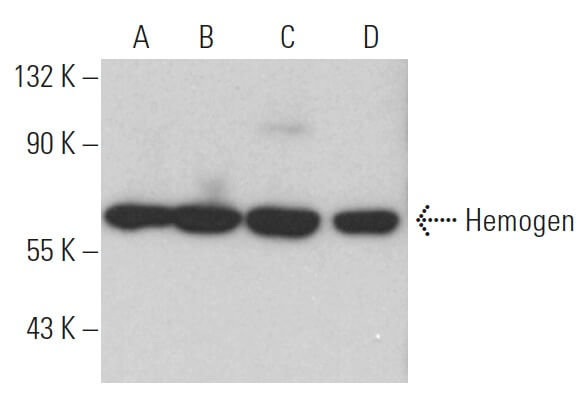 Hemogen Antibody (C-7) | SCBT - Santa Cruz Biotechnology