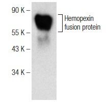 Hemopexin抗体 (F-12) | SCBT - Santa Cruz Biotechnology