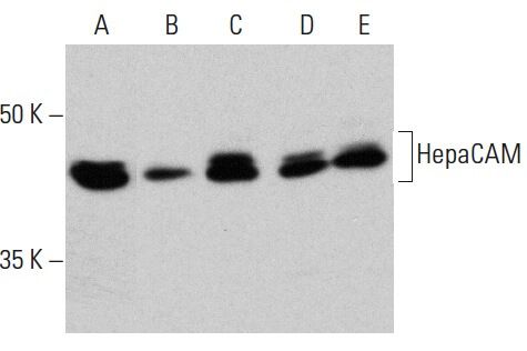 HepaCAM Antibody (B-7) | SCBT - Santa Cruz Biotechnology