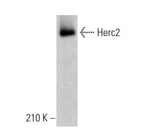 Herc2 Antibody (A-5) - Western Blotting - Image 380174