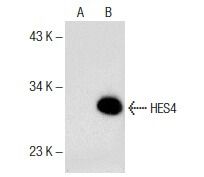HES4 Antibody (D-12) | SCBT - Santa Cruz Biotechnology