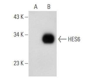 HES6 Antibody (F-5) - Western Blotting - Image 50148