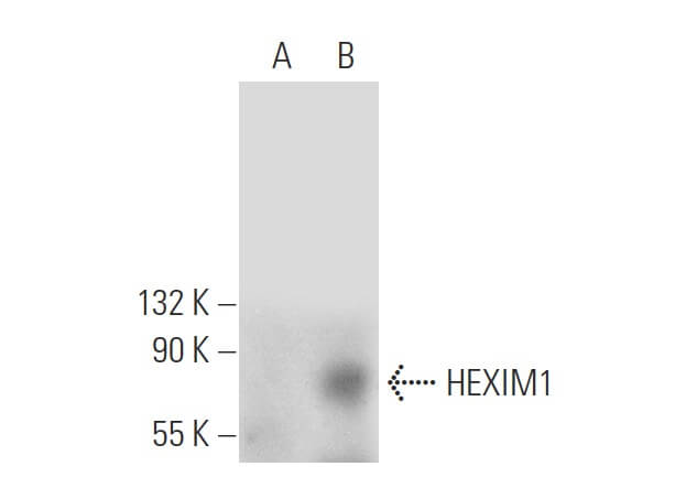 HEXIM1 Antibody (G-10) | SCBT - Santa Cruz Biotechnology
