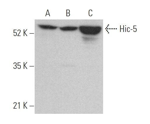 Hic-5 Antibody (C-6) | SCBT - Santa Cruz Biotechnology