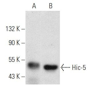 Hic-5 Antibody (F-6) | SCBT - Santa Cruz Biotechnology