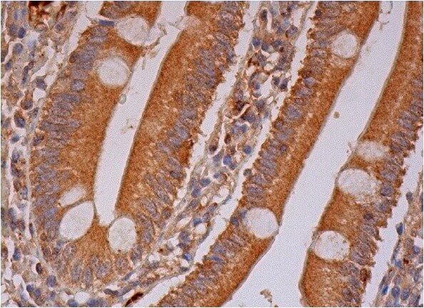 SCBT - Santa Cruz Biotechnology