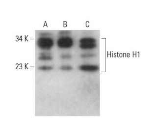 Histone H1 Antibody (AE-4) - Western Blotting - Image 376771