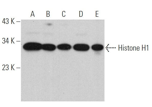 Anti Histone H1 Antibody H 2 Scbt Santa Cruz Biotechnology