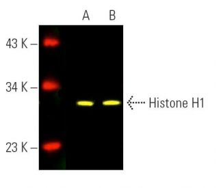 Histone H1 Antibody (H-2) | SCBT - Santa Cruz Biotechnology