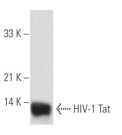 HIV-1 Tat抗体 (02-012) | SCBT - Santa Cruz Biotechnology