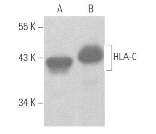 HLA-C Antibody (C-8) | SCBT - Santa Cruz Biotechnology