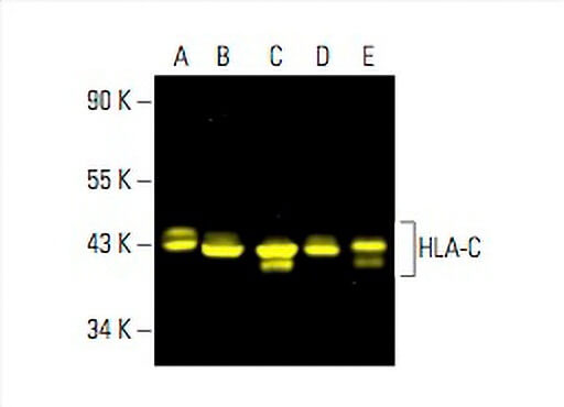 HLA-C Antibody (C-8) | SCBT - Santa Cruz Biotechnology