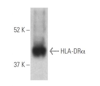 HLA-DRα Antibody (G-7) - Western Blotting - Image 399050