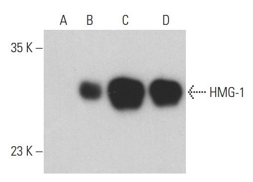 HMG-1/HMGB1抗体 (B-5) | SCBT - Santa Cruz Biotechnology
