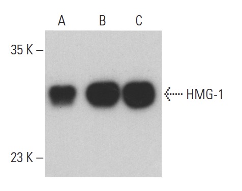 HMG-1/HMGB1 Antibody (B-5) | SCBT - Santa Cruz Biotechnology