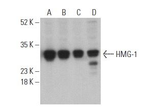 HMG-1/HMGB1抗体 (D-3) | SCBT - Santa Cruz Biotechnology