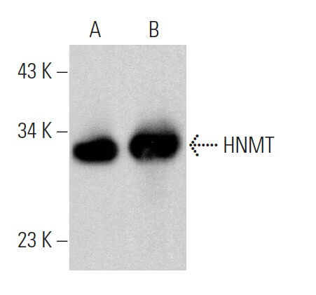 HNMT Antibody (D-5) | SCBT - Santa Cruz Biotechnology