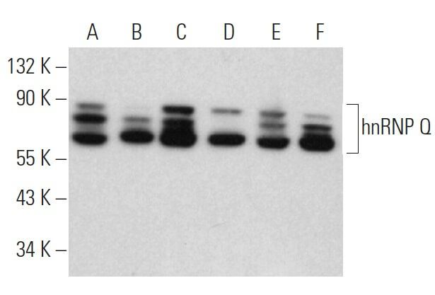 hnRNP Q Antibody (I8E4) | SCBT - Santa Cruz Biotechnology