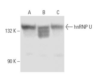 hnRNP U Antibody (3G6) - Western Blotting - Image 10488