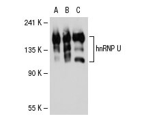 Anti-hnRNP U Antibody (3G6) | SCBT - Santa Cruz Biotechnology