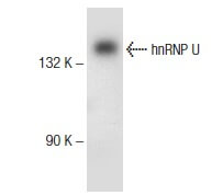hnRNP U Antibody (D-2) | SCBT - Santa Cruz Biotechnology