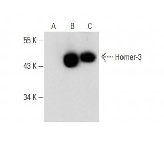 Anti-Homer-3 Antibody (D-8) | SCBT - Santa Cruz Biotechnology