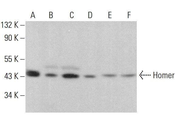 Homer Antibody (D-3) | SCBT - Santa Cruz Biotechnology