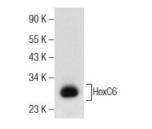 HoxC6抗体 (B-7) | SCBT - Santa Cruz Biotechnology