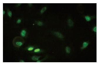 HP1α Antibody (GA-62) | SCBT - Santa Cruz Biotechnology