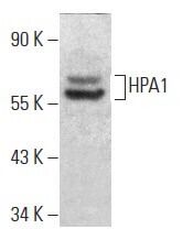 HPA1 Antibody (E-10) | SCBT - Santa Cruz Biotechnology